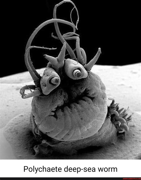 Polychaete Deep Sea Worm Americas Best Pics And Videos