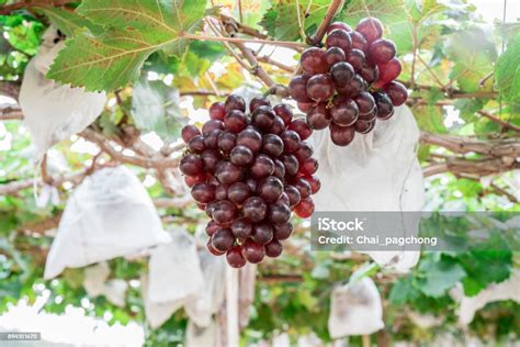 유기 정원이 농약에서 신선한 포도 그물과 종이 봉지와 곤충 보호 무료 곤충 함정 건강 한 포도 나무입니다 가을에 대한 스톡 사진 및 기타 이미지 Istock