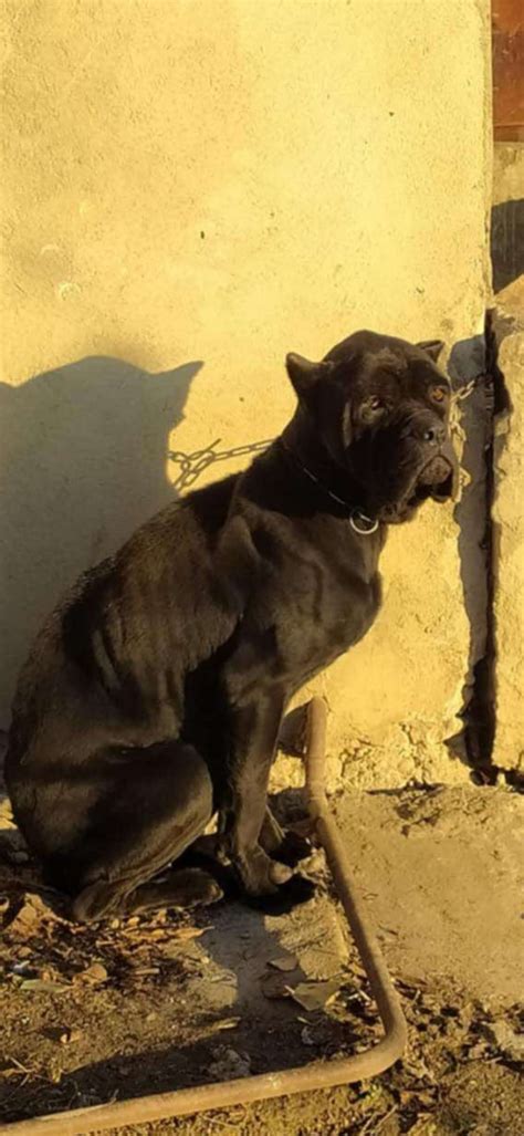 🔴 კანე კორსოების ჯგუფი კანე კორსო Cane Corso Club Georgia 🔴 🎉💜🙏თავისუფლება ვაჩუქეთ მაქსის💜