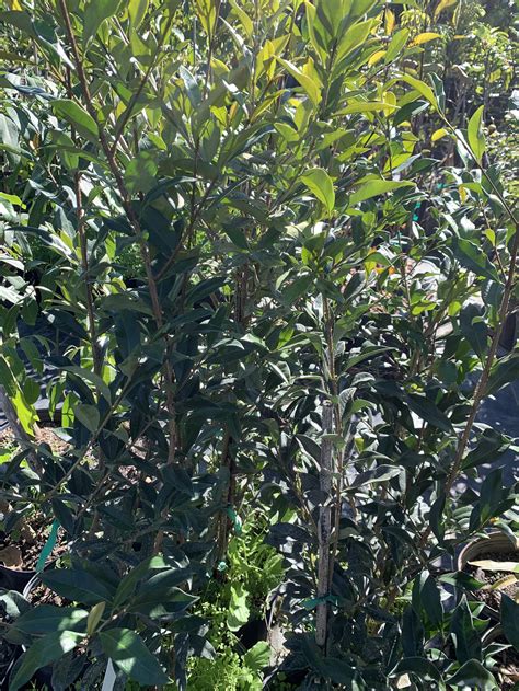 Pitomba Approx 1 2 Feet Tall Free Expedited Shipping — Love Plant Nursery