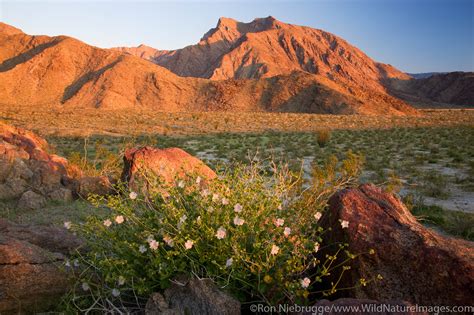 Anza Borrego Desert State Park Wildflowers At Steven Soper Blog
