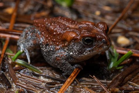 Species Dive 11 The Quintessential Southern Toad Reptiles And Amphibians Of Mississippi