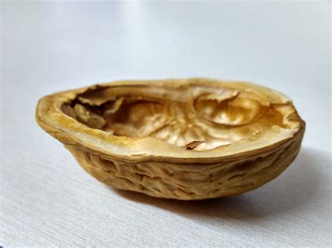 Скорлупа грецкого ореха картинка для детей