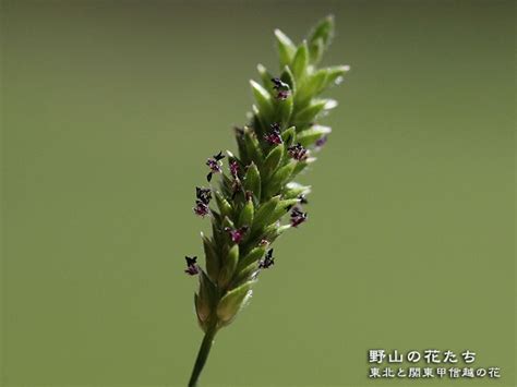 ハイヌメリグサ 野山の花たち 東北と関東甲信越の花