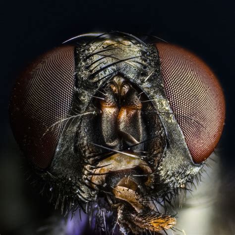 Fly Under A Microscope