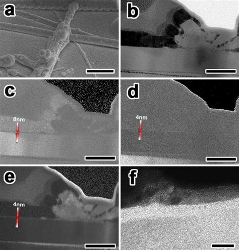 sem image of coupled si nanowire with neuronal process b download scientific diagram
