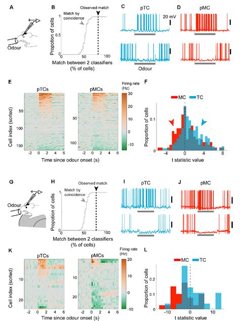 Figure 2 From Respiration Locking Of Olfactory Receptor And Projection Neurons In The Mouse