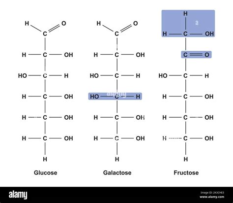 Chemical Illustration Of Monosaccharides Glucose Fructose And Galactose Vector Illustration