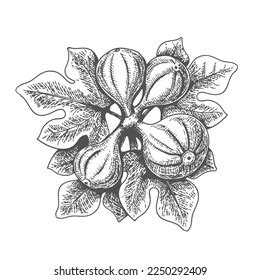 1 343 Fig Tree Sketch Images Stock Photos Vectors Shutterstock