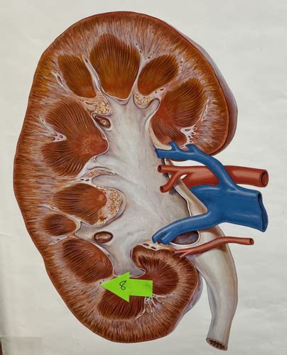 Unit Lab Flashcards Quizlet