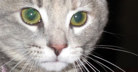 Même Timine Trouve ça Drôle