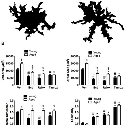 A The Upper Panel Indicates Age Differences On Microglia Morphology