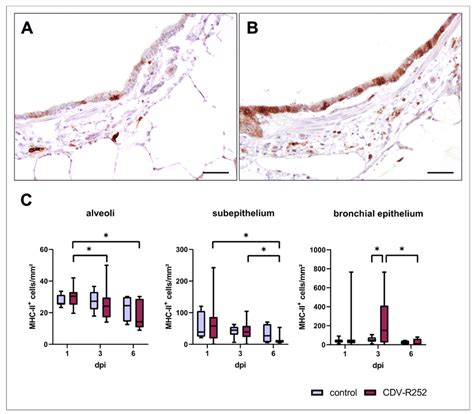 Spatiotemporal Quantification Of Mhc Ii Antigen Expression In Download Scientific Diagram