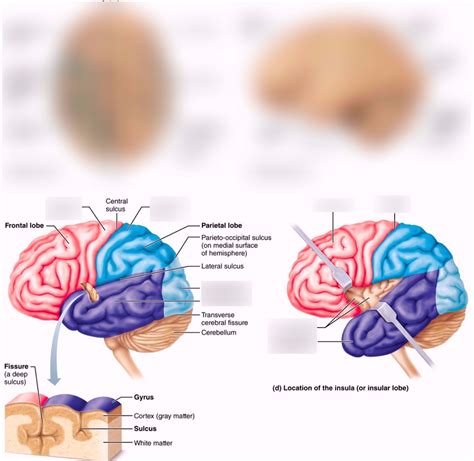 Insula Brain Anatomy Anatomy Of The Brain Easy Anatomy 3d