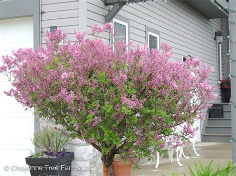 Tinkerbelle Lilac Tree