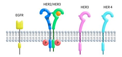 Her2 A Key Target In Solid Tumor Therapy Dima Biotech