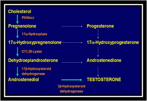 Dr Bharatis Hub Testosterone Synthesis And Signalling