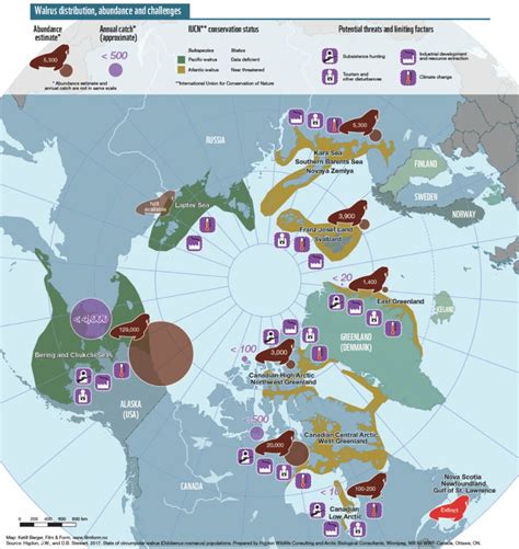 The Global View Of Walruses Wwf Arctic