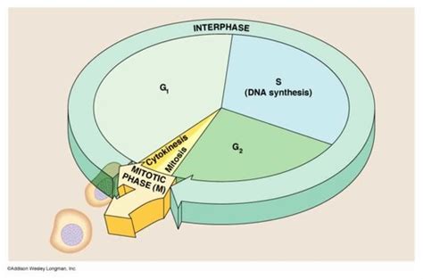 Cell Cycle And Cancer Flashcards Quizlet