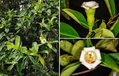 Species New To Science Botany • 2023 Fagraea Christinae