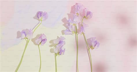 미묘한 배경에 부드러운 파스텔 색상의 꽃 사진 Unsplash의 꽃 이미지