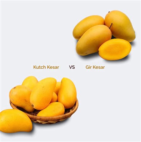 Gir Kesar Vs Kutch Kesar Mangoes Whats The Difference Aamrai