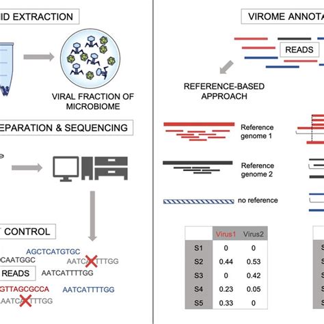 Phage Infections Across Genetic Code Boundaries A Genome Of Phage 2 Download Scientific