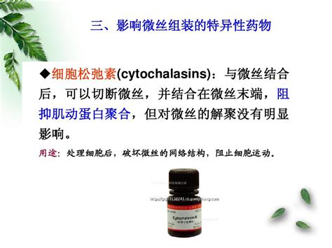 细胞骨架体系word文档在线阅读与下载无忧文档