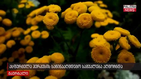 ასფურცელა ჰერპესის საწინააღმდეგო საშუალება აღმოჩნდა Youtube