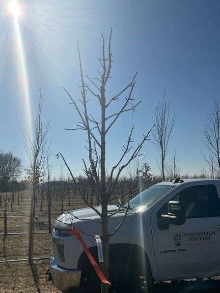 Apollo Sugar Maple Bright Star Real Estate Services