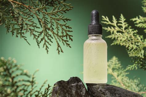 Thuja 가지가 있는 녹색 배경에 필수 또는 혈청이 있는 유리 스포이드 병 천연 유기농 화장품의 개념 초본 동종 요법 제품 0명에 대한 스톡 사진 및 기타 이미지 Istock