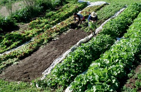 Crop Rotation Sustainable Settings