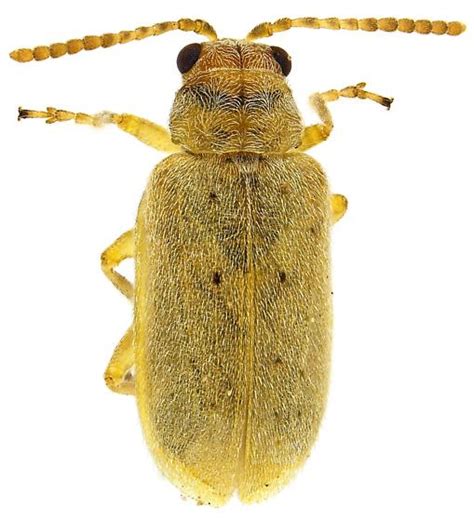 Monoxia Angularis Monoxia Bugguide