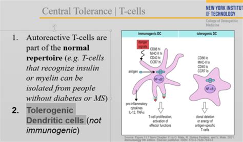 Immunological Tolerance Flashcards Quizlet