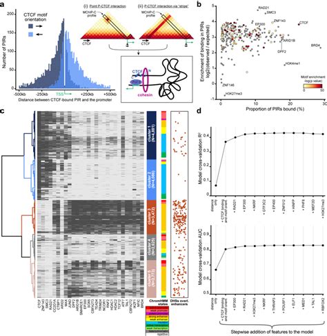 Analysis Of Protein Factors Underlying Mchip C Interactions A Left Download Scientific