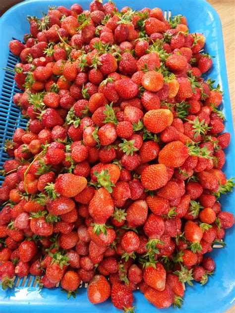 딸기지옥 산청 딸기체험 완전 달달해 ♥ 수제딸기잼도 왕창 만듬 네이버 블로그