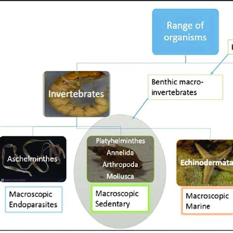 Ideal Indicator Organisms Used In Bio Monitoring Download Scientific Diagram