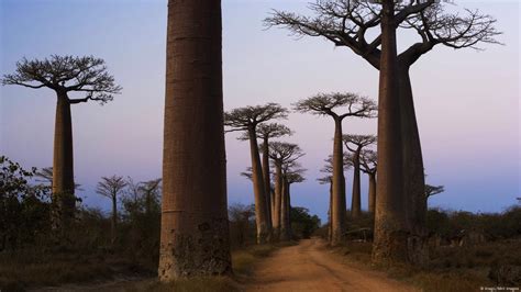 Our Beautiful Planet Africas Tree Of Life