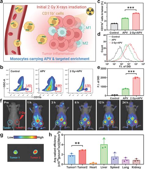 X‐rays Enhanced The Tumor‐targeted Delivery Of Apv By Monocytes A