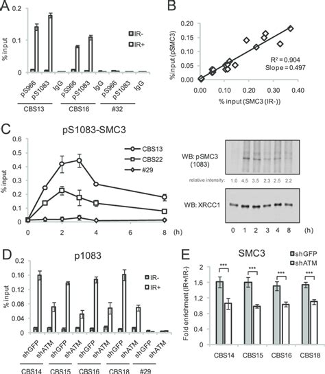 Phosphorylated Smc3 At Ser 1083 Binds Cohesion Sites And Atm Regulates