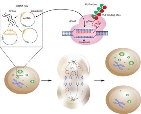 Shedding Light On Ecdna Behavior Using Crispr Based Live Cell Imaging