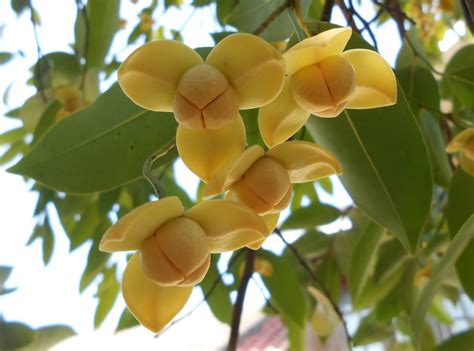 ហេតុអ្វីប្រទេសកម្ពុជាកំណត់យកផ្ការំដួលធ្វើជាផ្កាតំណាងអត្តសញ្ញាណរបស់ជាតិ