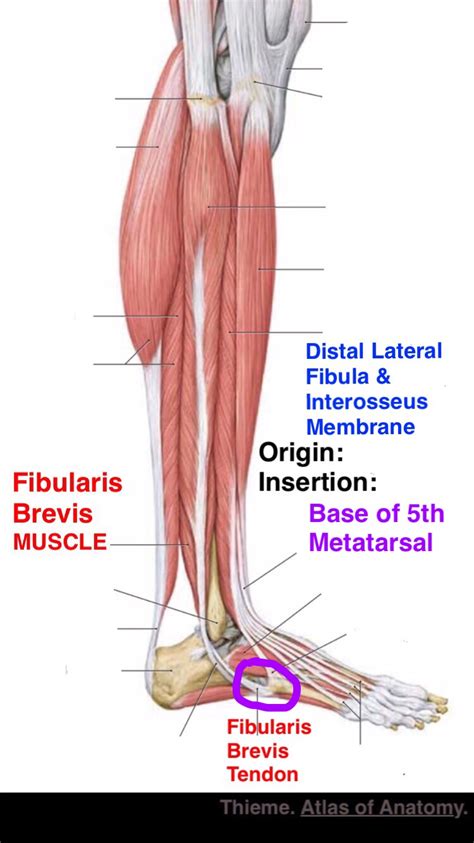 Fibularis — James Mcafee Pt Dpt