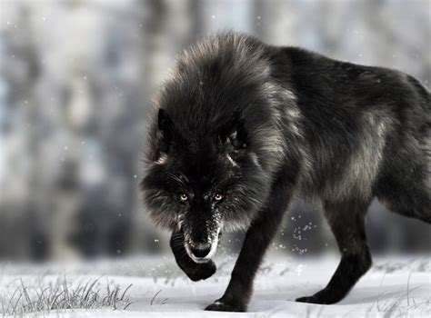 Black Timber Wolf Massimo Righi