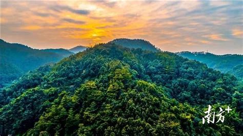 广东省首批林长绿美园名单公布，11个单位榜上有名 房产资讯 房天下