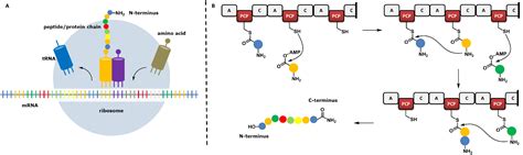 Projects Biobased Organic Chemistry