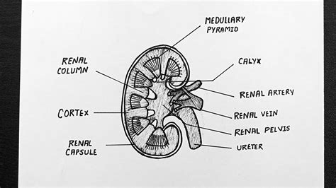 Draw The Labelled Diagram Of The Longitudinal Section Of Human Kidney 3