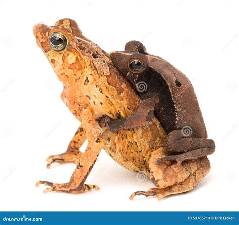Tropical Mating Toads Stock Image Image Of Bolivia Couple 53765713