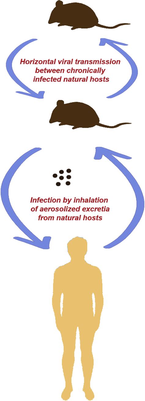 Hantavirus Infections Clinical Microbiology And Infection