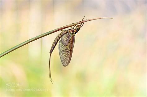 Mayfly By Oberfranke